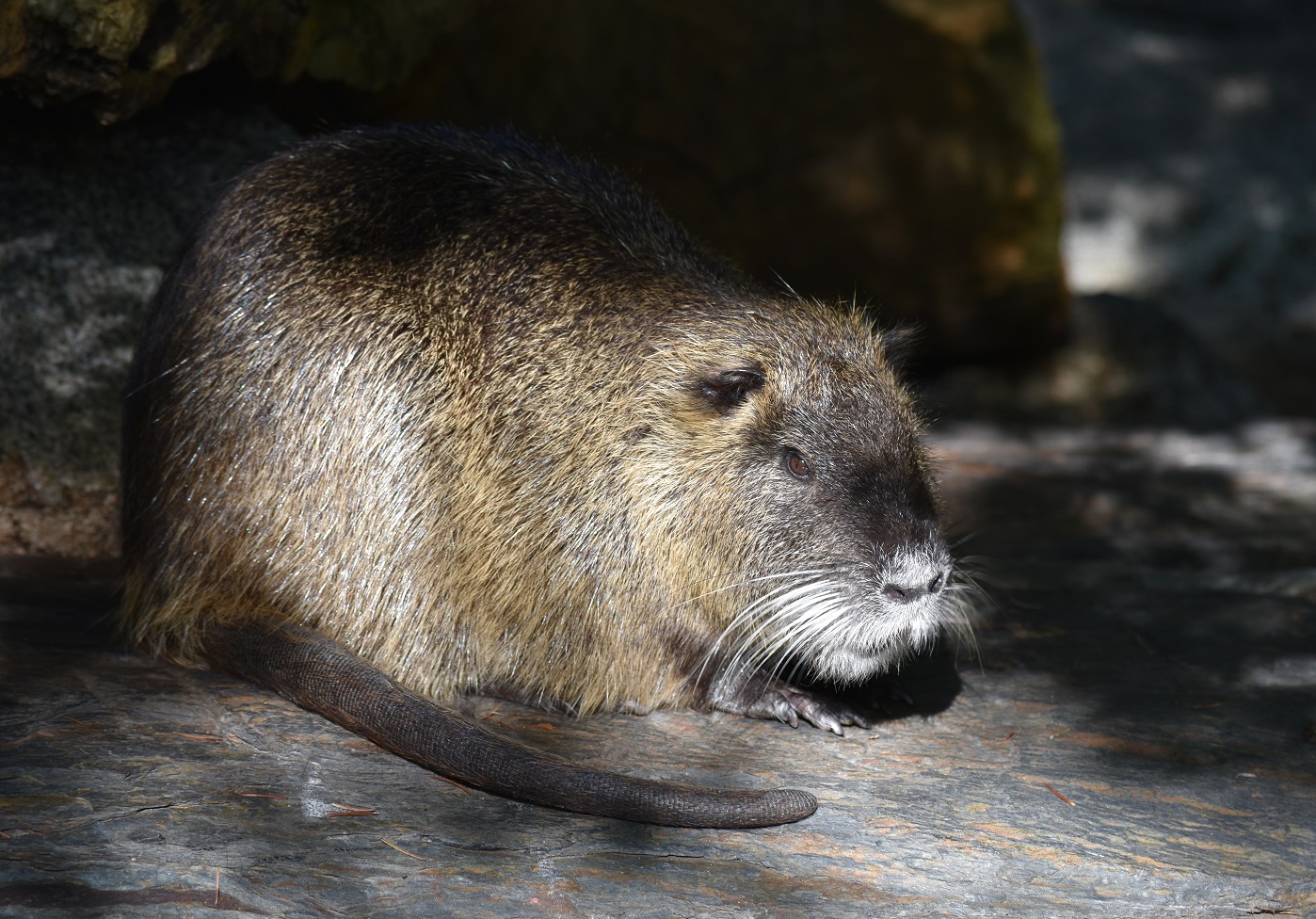 ZOOTOGRAFIANDO (6.100 ANIMALS): COIPÚ / COYPU (Myocastor coypus)
