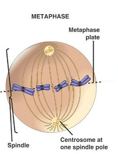 # 30 Mitosis | Biology Notes for A level