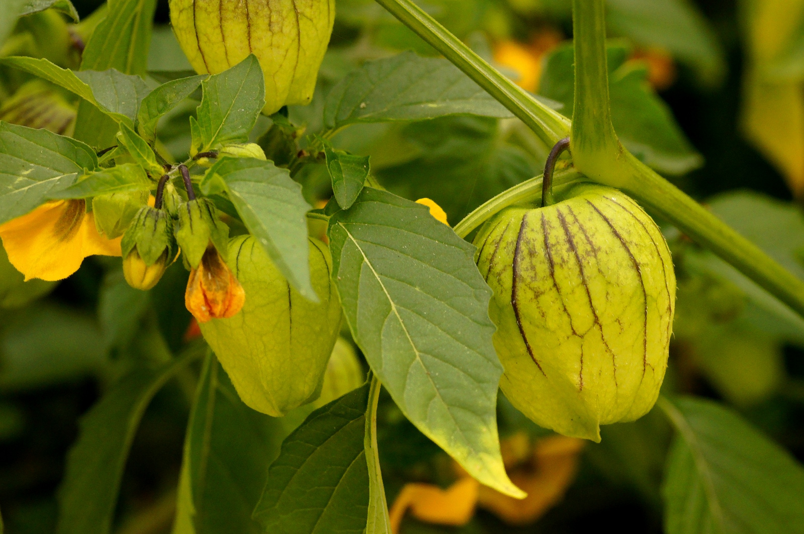 Victoria Daily Photo: Lonely Tomatillo