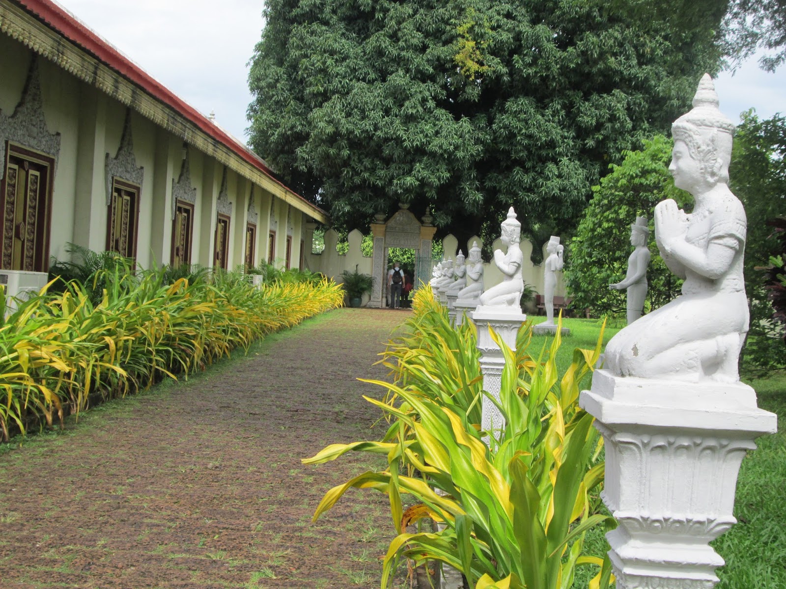 Garden Notes from Hawaii: GOLDEN SPIDER LILY (Crinum xanthophyllum)