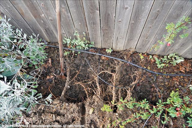 Palo verde removal and replanting: no lollygagging here!