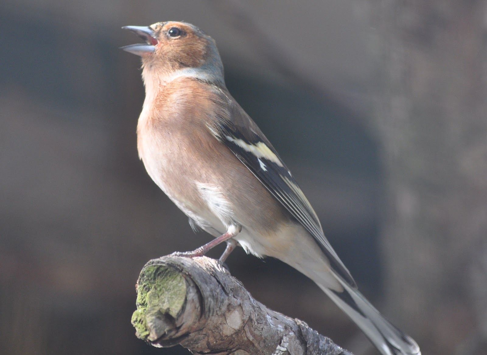 ZOOTOGRAFIANDO (6.096 ANIMALS): PINZÓN COMÚN / COMMON CHAFFINCH ...