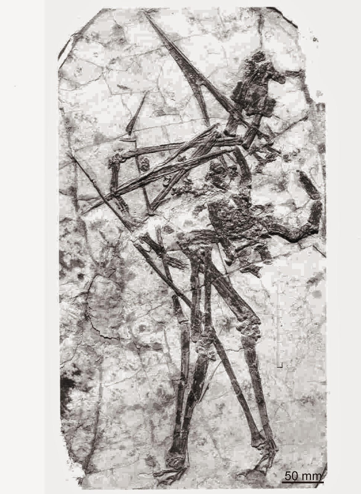 Mesozoic Monsters: Jidapterus: the pterosaur they got upside-down!