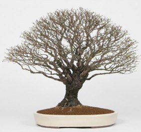 Broom style Bonsai (Hokidachi) - About Bonsai