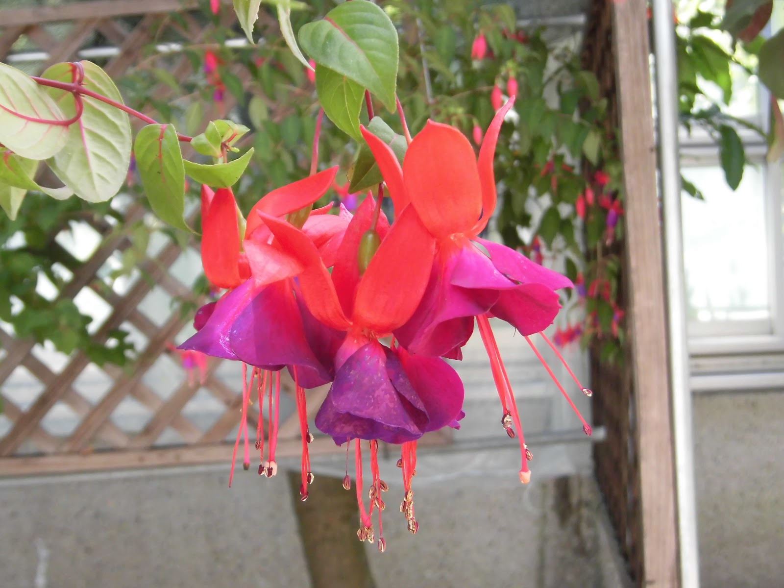 60歳で無職の優雅な日々: フクシア・ミッション・ベルズ Fuchsia,'Mission Bells'