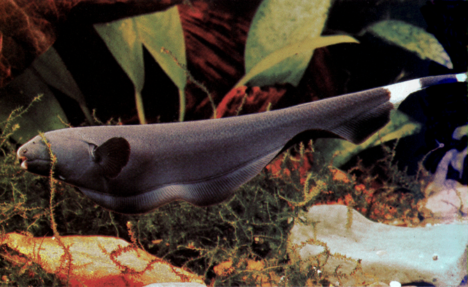 Black ghost fish - Apterontus albifrons | TROPICAL FISH