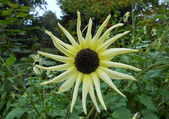 My Virtual Garden 2: Circle Garden and English Garden