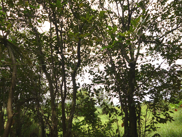 Pond Apple or Alligator Apple - Wel Aththa | SL Flora