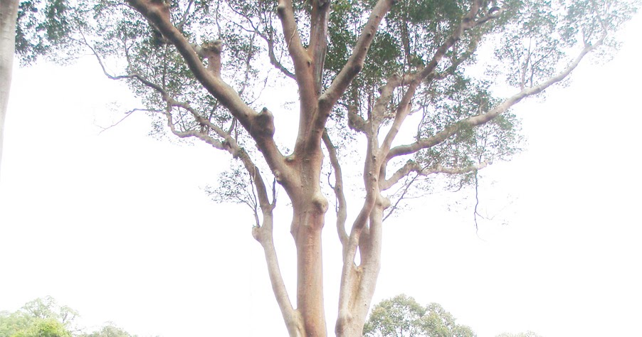 Between Science And Religion: Honey Of Tualang Tree (1)