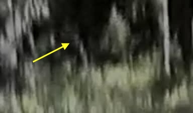 The Bigfoot Field Journal: The Face Of The "Freeman" Bigfoot