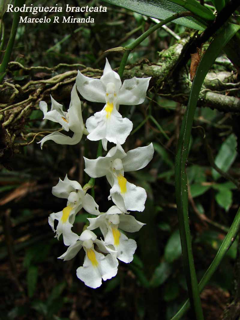 Rodriguezia bracteata