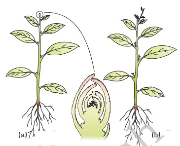BIOLOGI GONZAGA: SOAL BIOLOGI KELAS XII SEMESTER 1 UP DATE