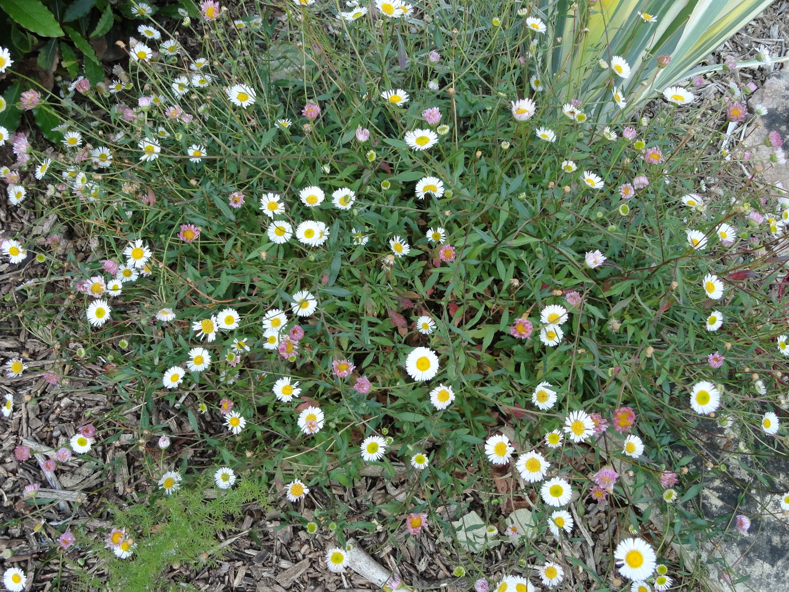 Paisatges i Jardins Landscapes and Gardens: Erigeron mucronatus