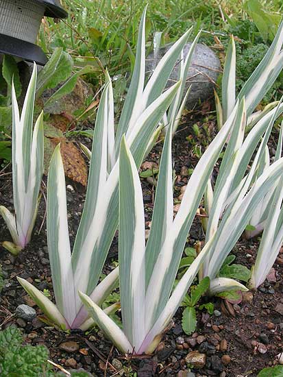 Bearded Iris Leaves
