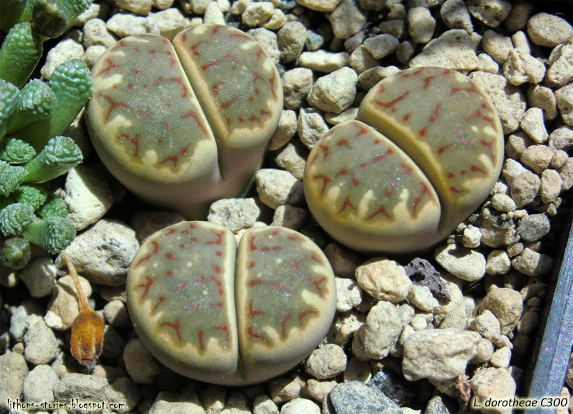 Lithops Stories: Lithops dorotheae (3 pics)