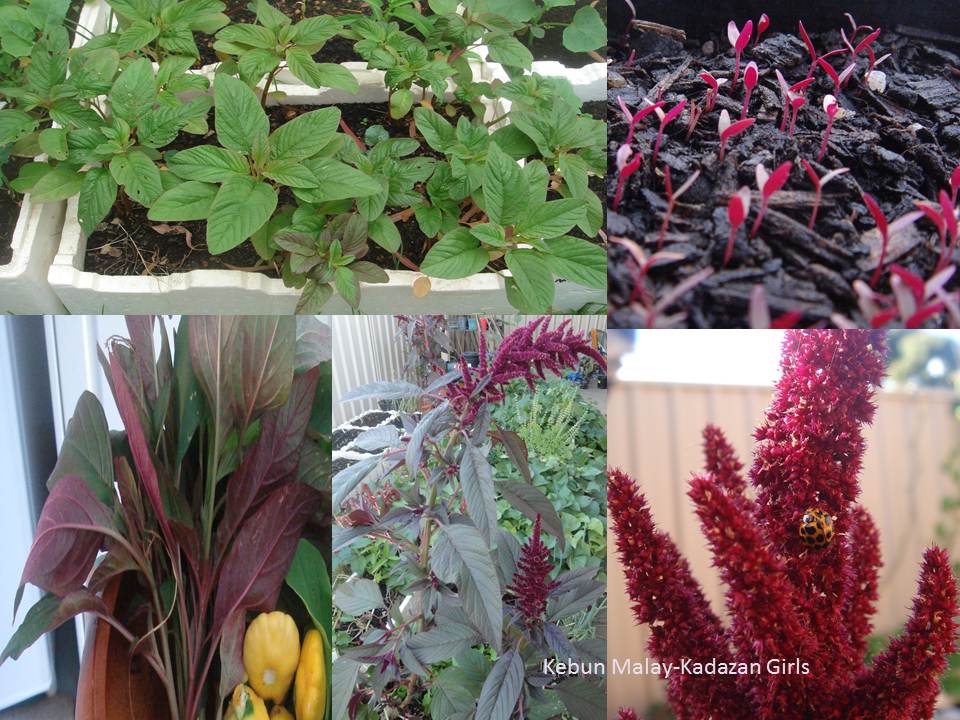 Kebun Bahagia Bersama: Leaf Amaranth / Chinese Spinach/ Bayam