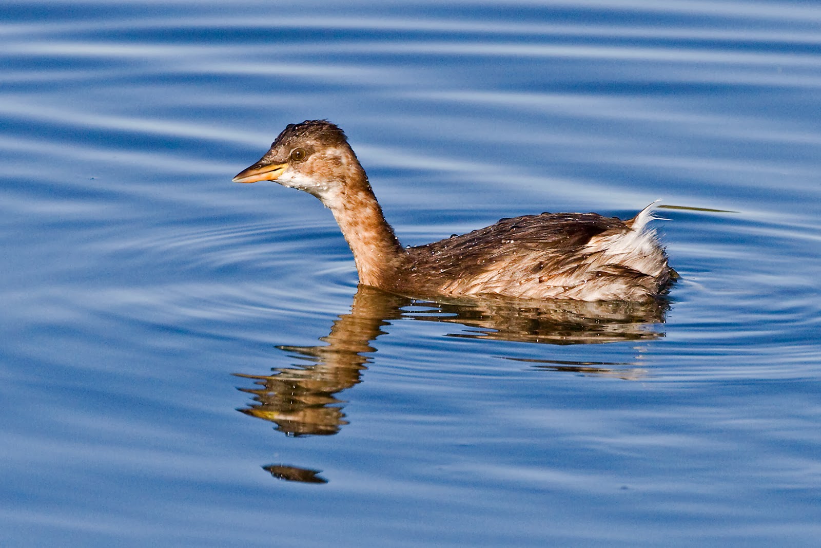 PETER'S PORTFOLIO..............Bird & Wildlife Photography: Little Grebe
