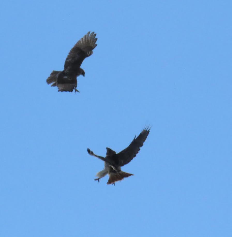 EV Grieve: Hawk fight