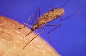 Insectos raros : El mosquito (Culicidae) insectos raros y peligrosos