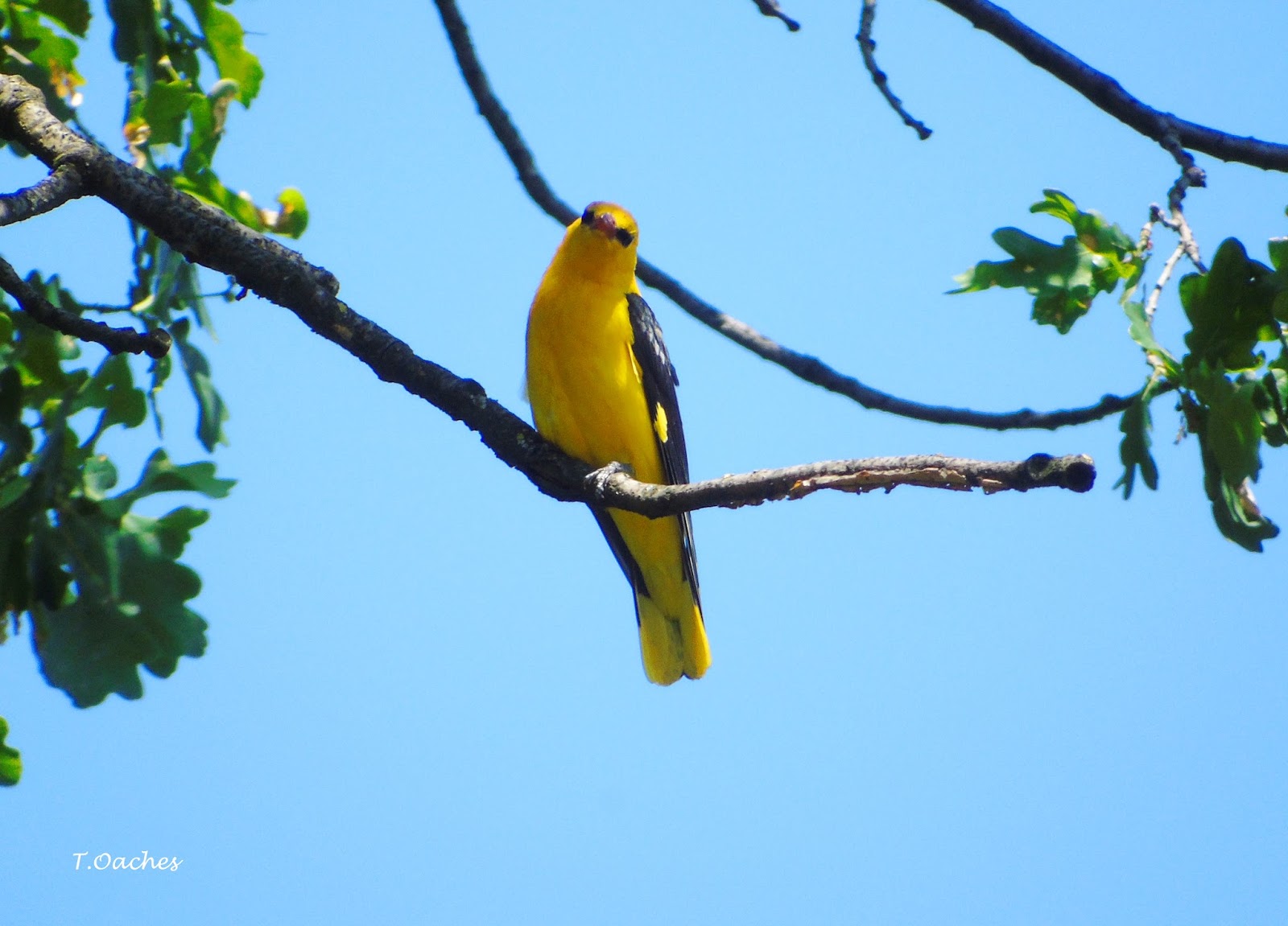 PASARI DIN ROMANIA: GRANGUR, Oriolus oriolus