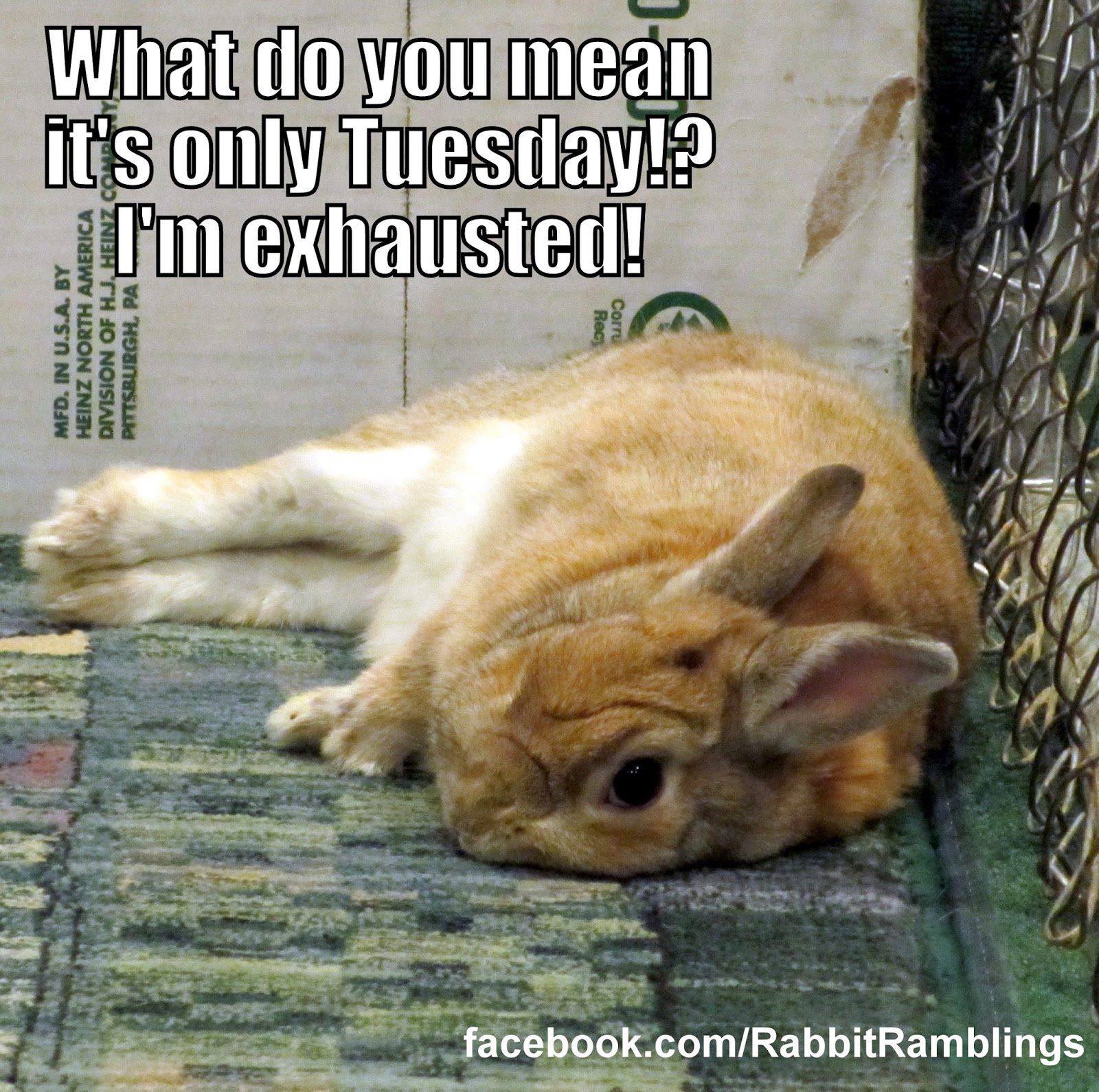 Rabbit Ramblings: Funny Bunny Memes