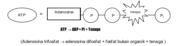 SAINS SUKAN MAAR: SISTEM TENAGA