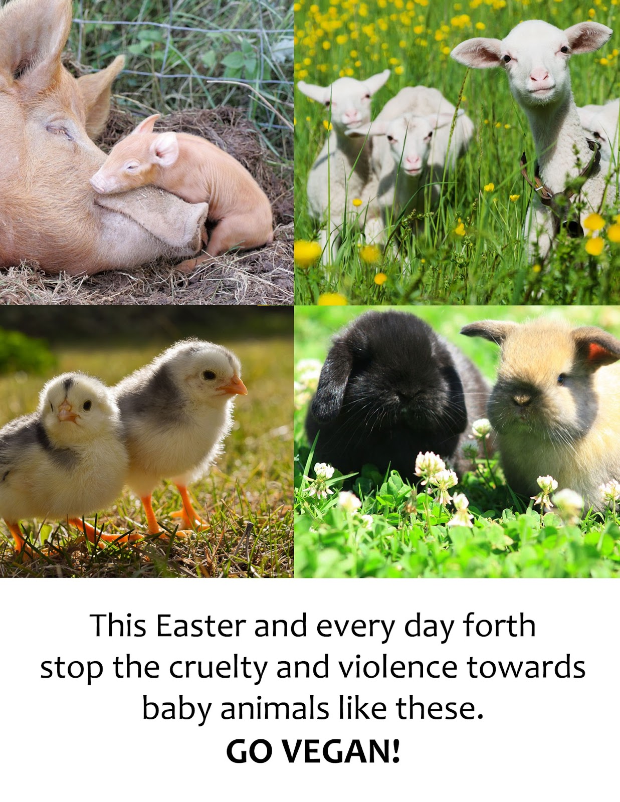 Joy of Vegan: SHEEP AND LAMB MEMES TO SHARE