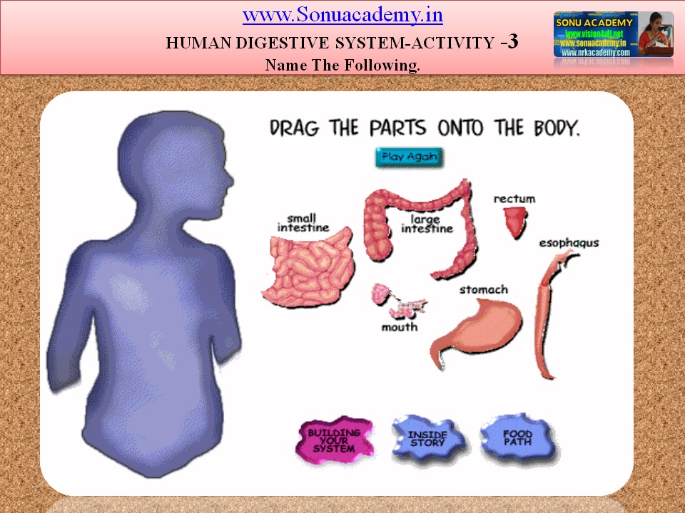 SONU ACADEMY: HUMAN DIGESTIVE SYSTEM- ACTIVITIES