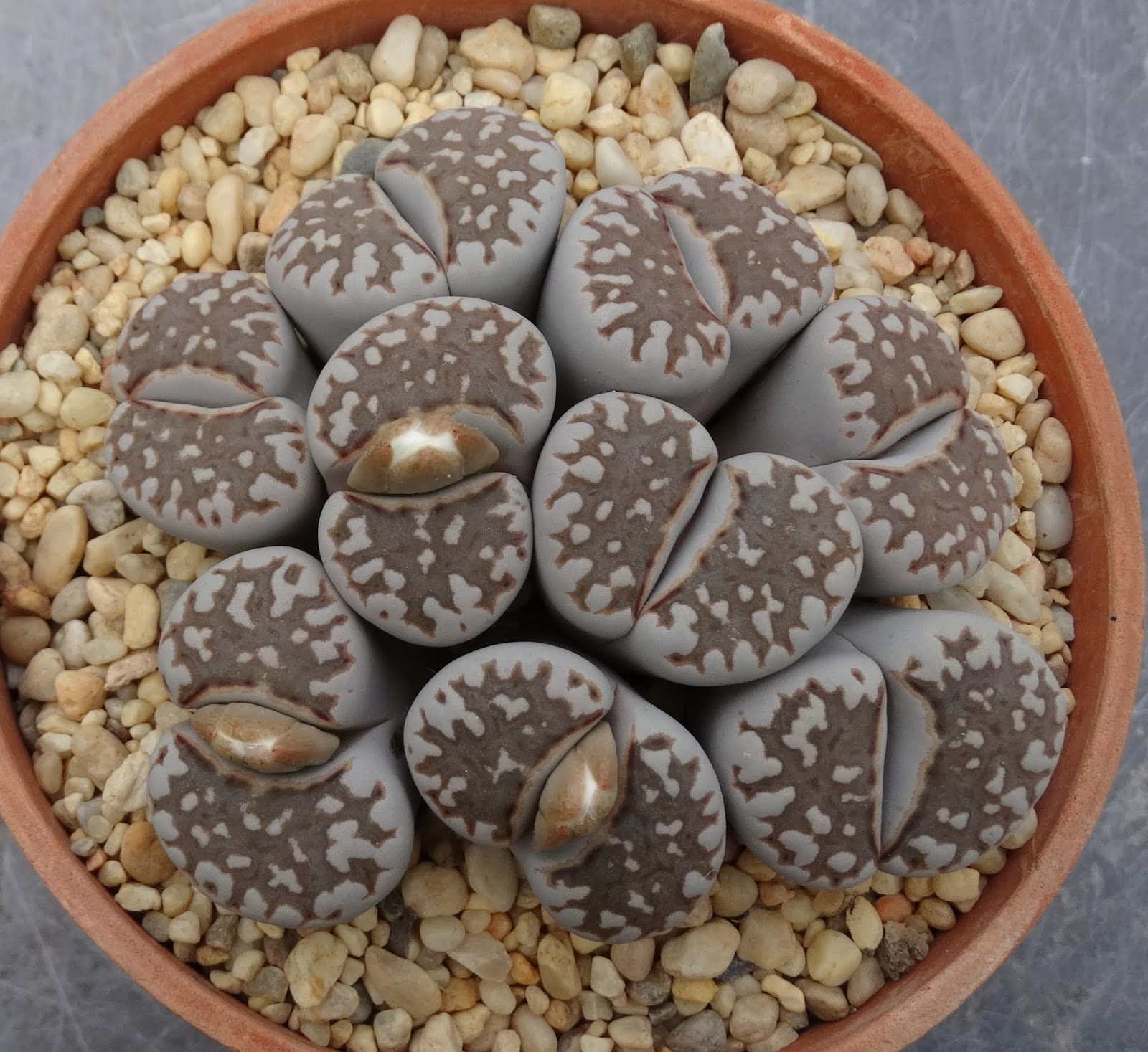 Succulent Sundae: LITHOPS JULII FUSCOUS