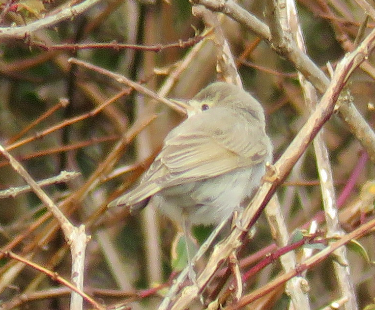 Kerry Birding: Booted Warbler, Bolus Head - First for Kerry