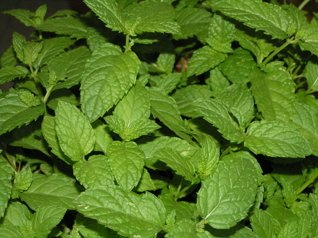 Disfruta de la cocina con Marta: Hierbas aromáticas