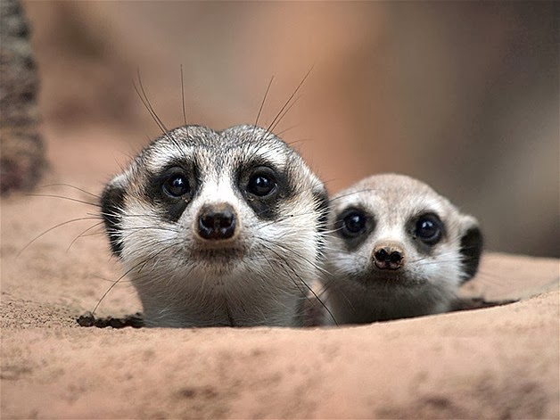 Los Animales Y Sus Crías (23/12/2013) ~ Tu Mundo Verde/Your Green World