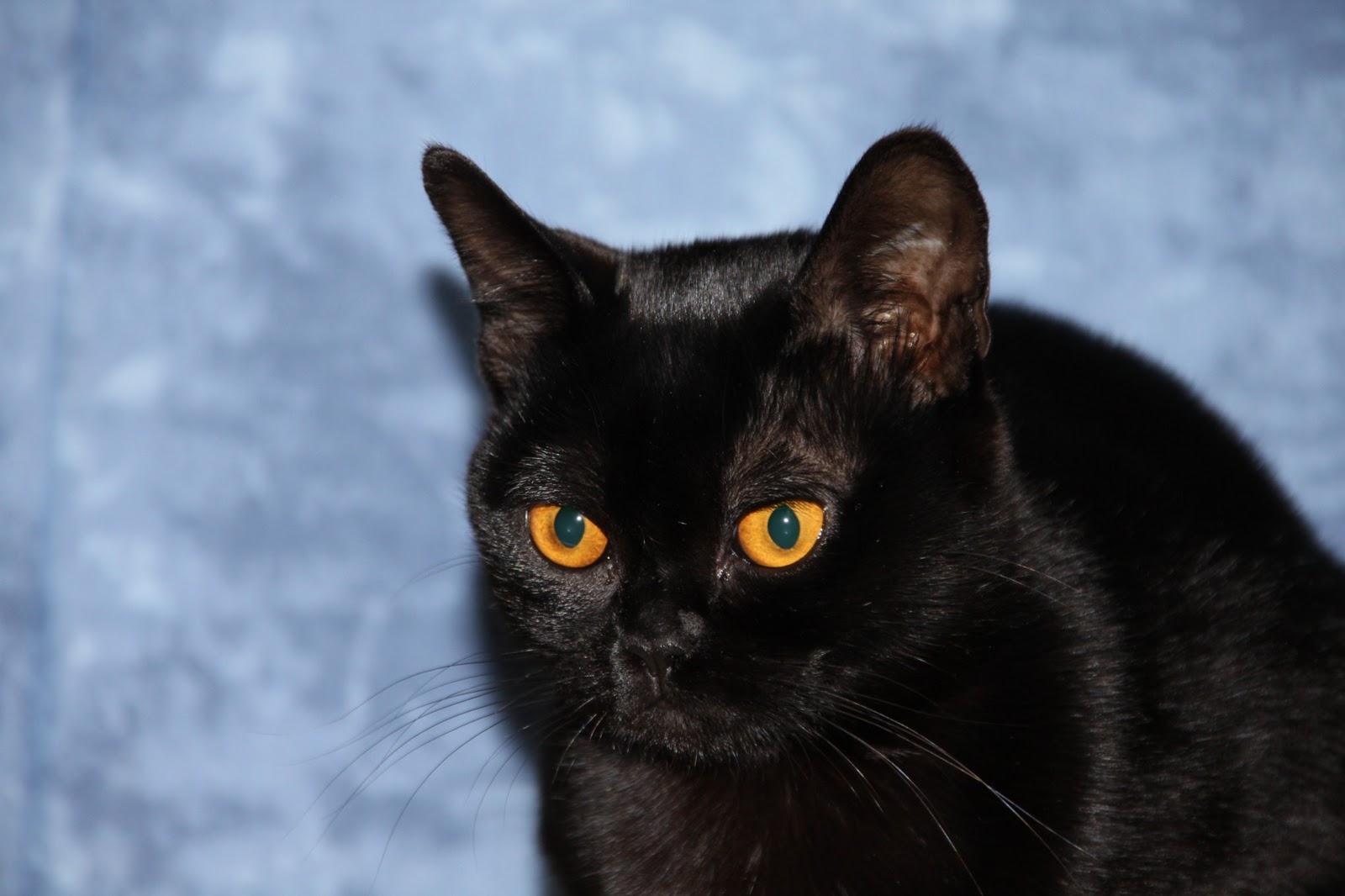 Amazing Dogs Breeds: Bombay Cat