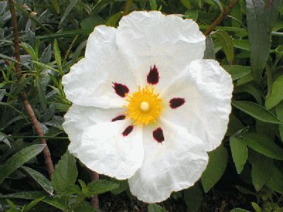 flores silvestres: JARA COMUN