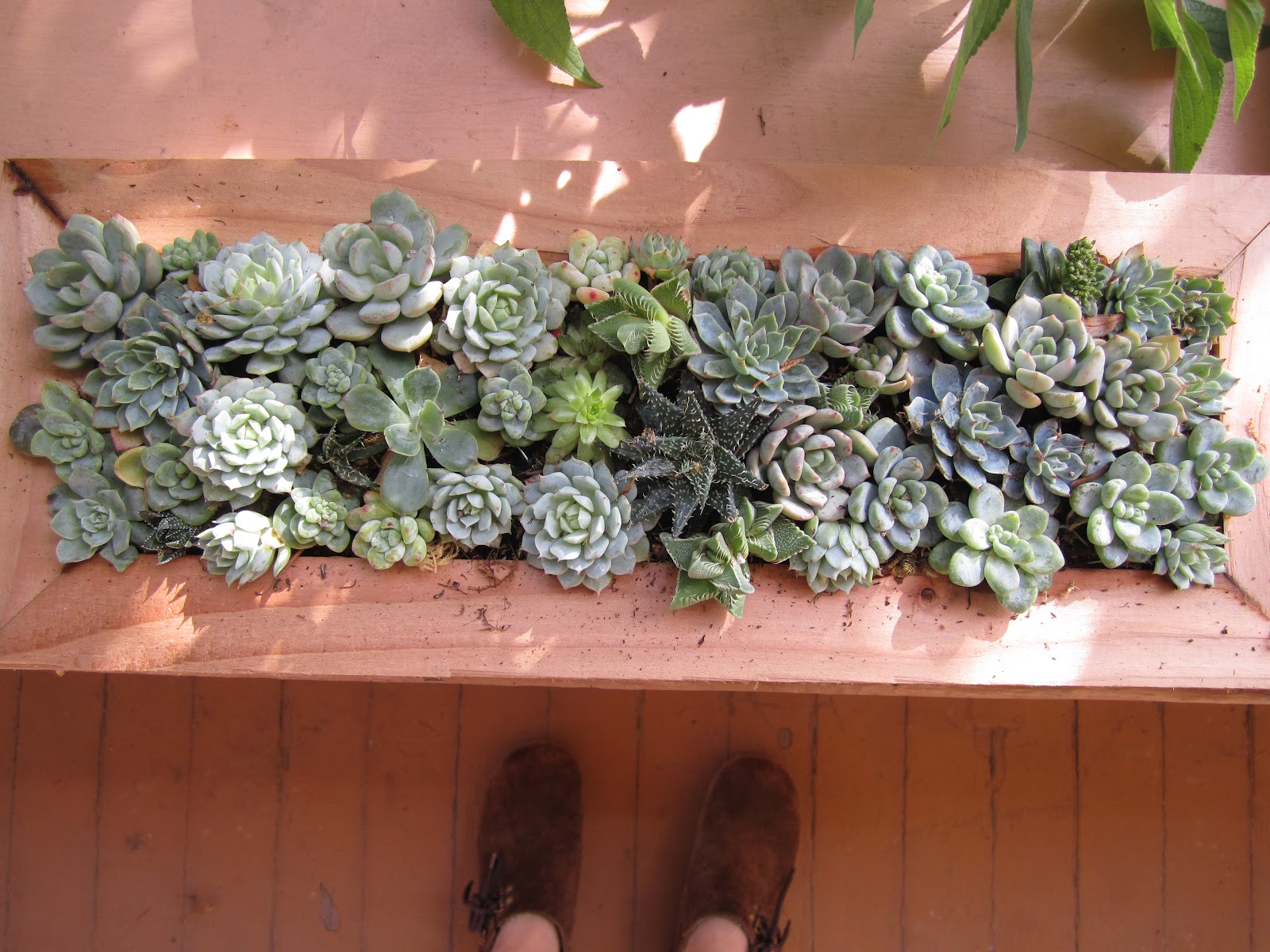 Branching Out Floral Designs: Succulent Frames