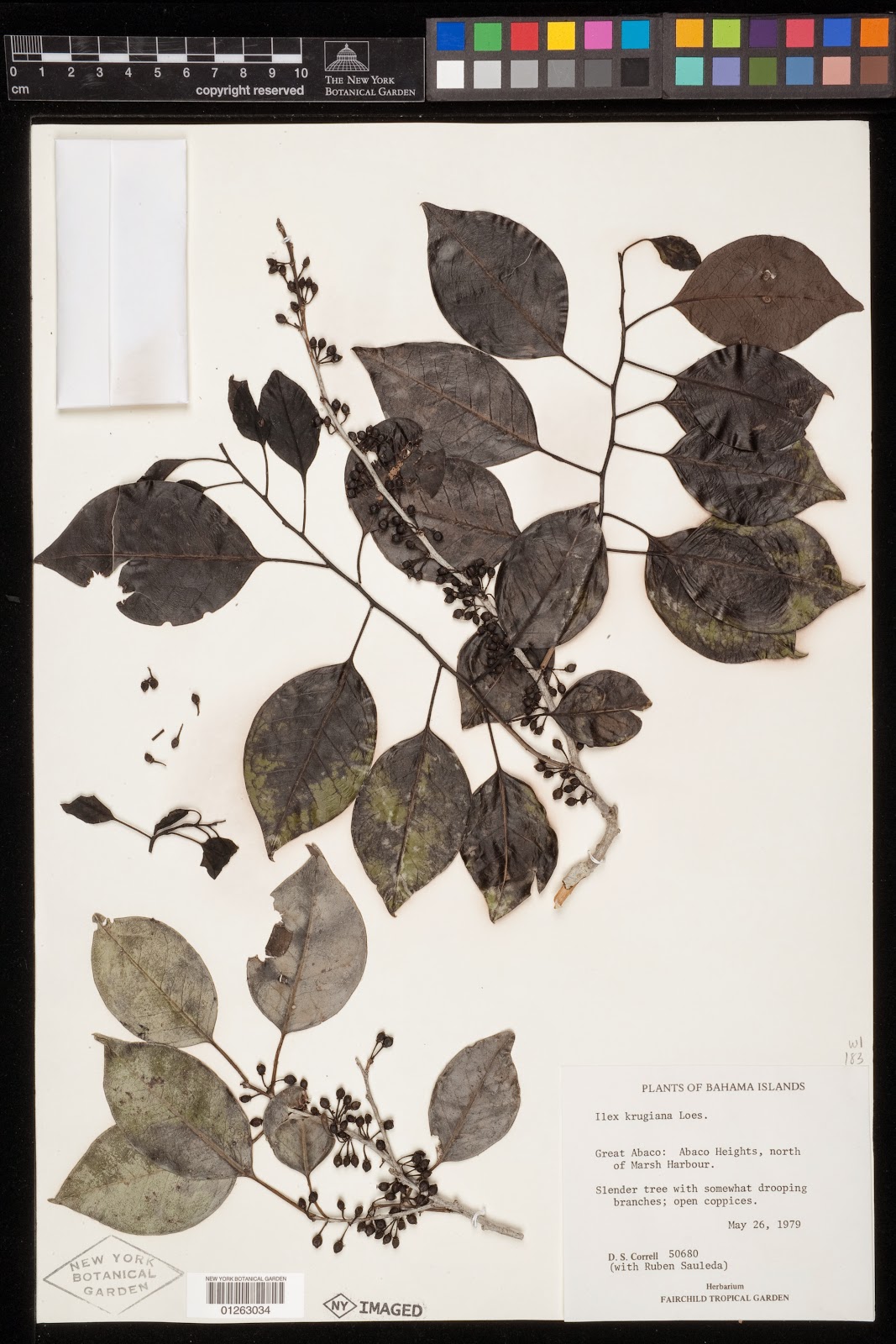 Flora de Puerto Rico Ilustrada Papo Vives: AQUIFOLIACEAE ILEX KRUGIANA