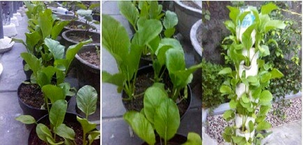 BUDIDAYA TANAMAN SAWI DAN CAISIM ~ Budidaya Tanaman