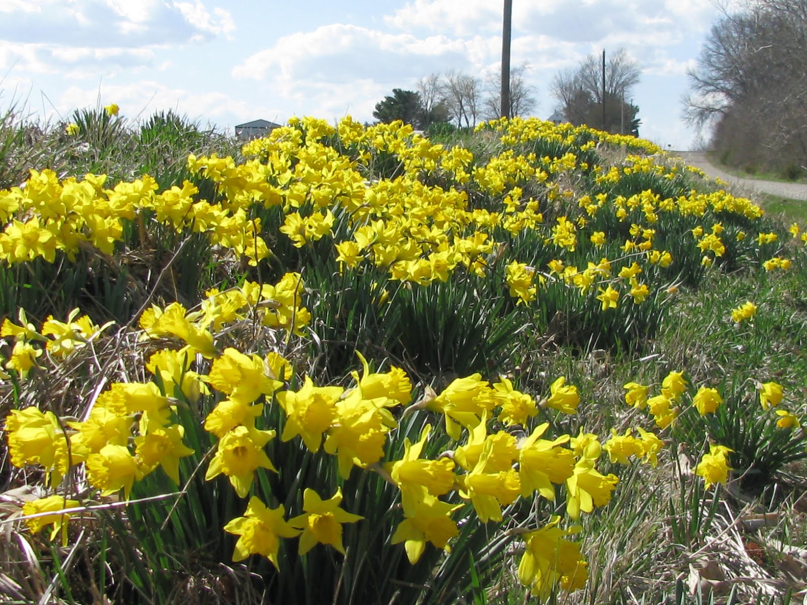 A Grave Interest: The Legacy of the Daffodils
