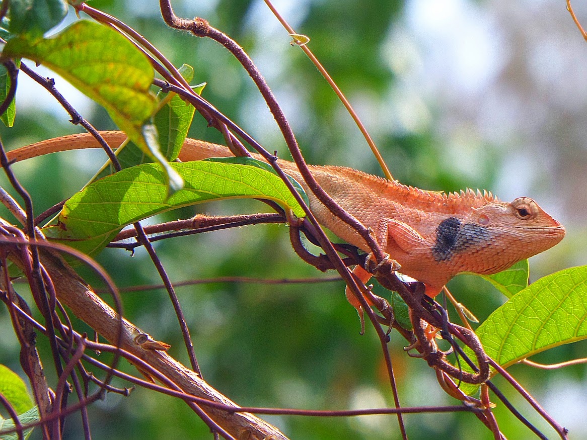 Paul Globe Trotting Holmes: ALBUM - Lizards Galore, Sihanoukville ...
