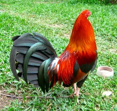 AYAM INDONESIAN GAME, TANDINGAN AYAM PHILIPPINE ( FILIPIN ), AYAM ...