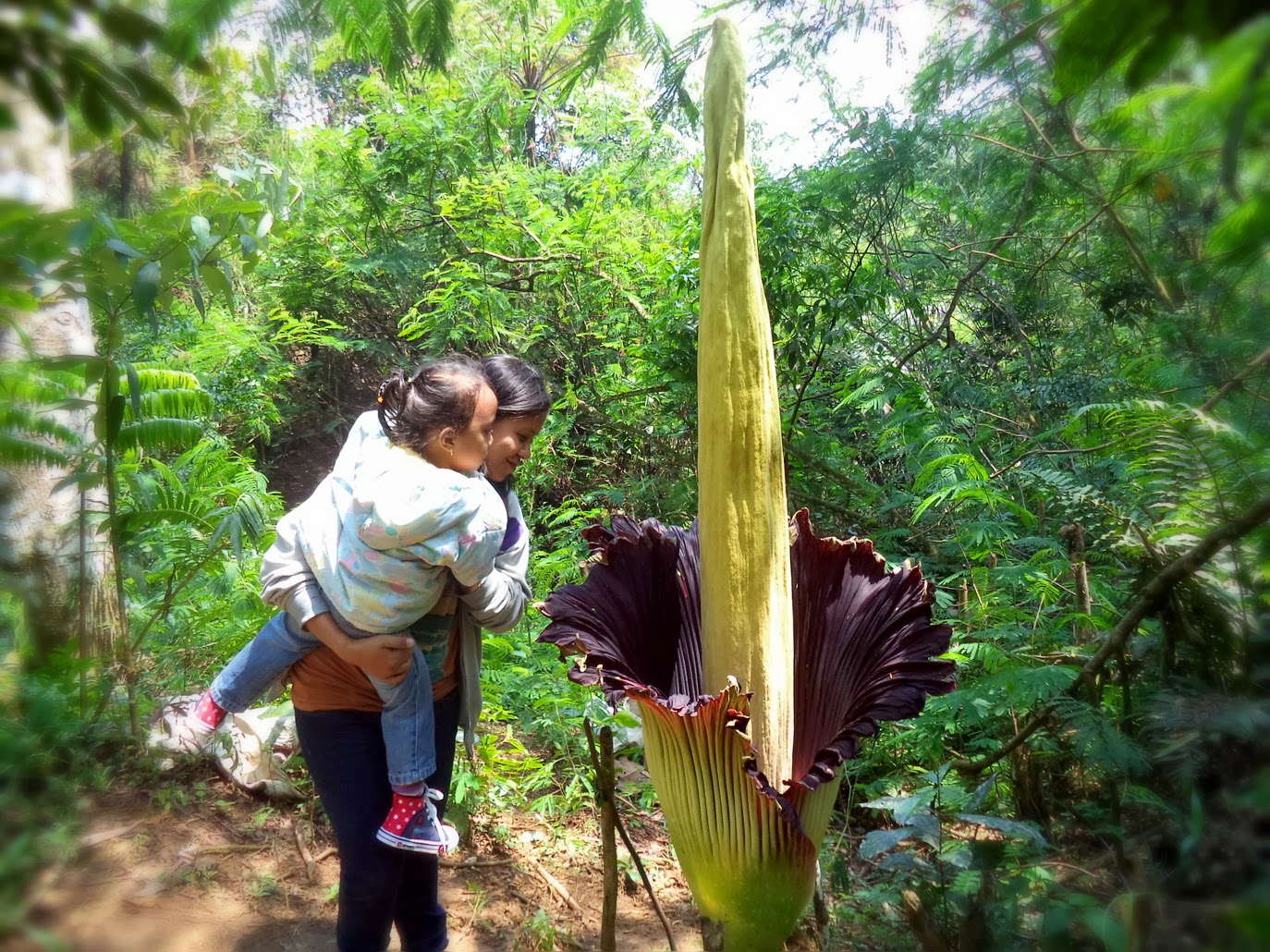Virtual Adrian: Titan Arum – Bunga Tertinggi Di Dunia