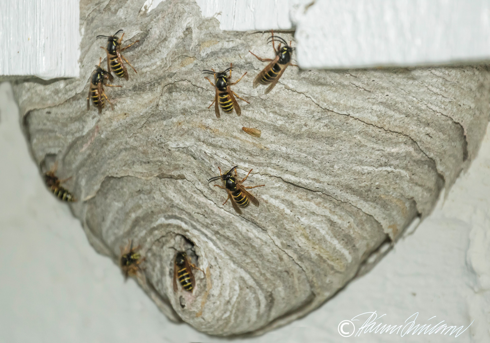 Höfuð Kvisthyltinga: Af dýrðarsöng og fjöldamorðum.