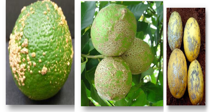 citrus scab management - General Agriculture