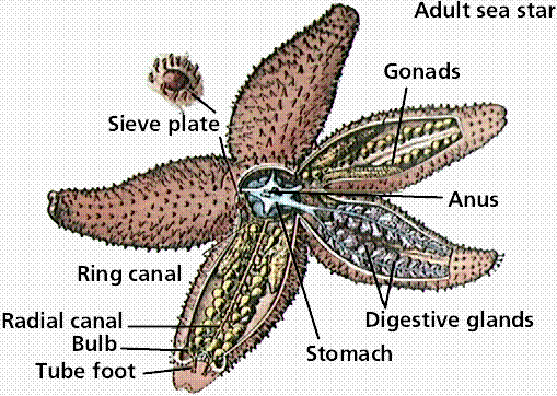 PhillipsBiology: Echinoderm Pictures