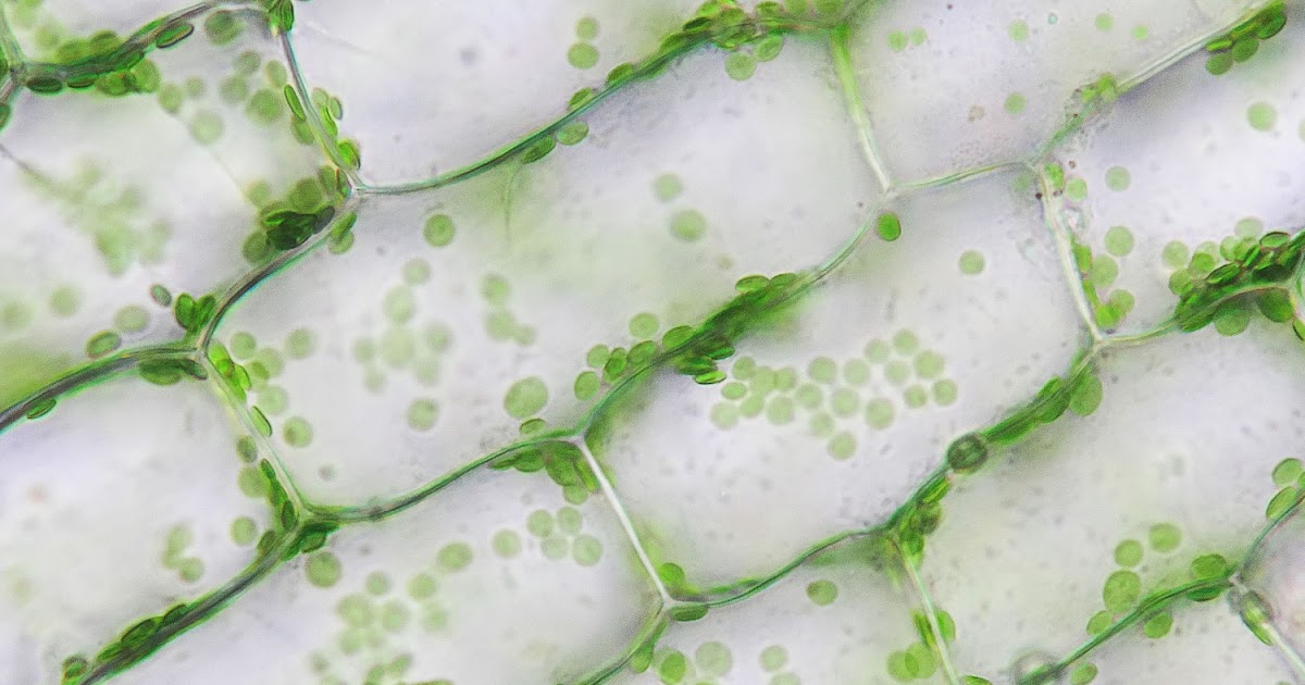 Científica Tigre.: Ciclosis de la Elodea. Cyclosis in Elodea.