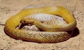 Fierce Snake | Snakes