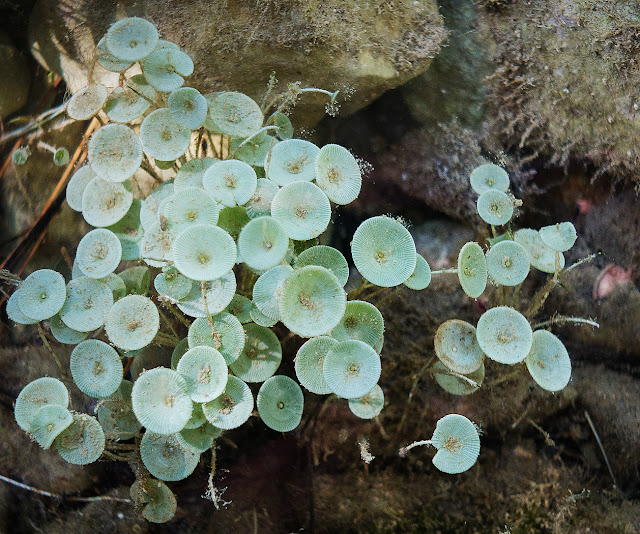 Photography Journal: Amazing Acetabularia - the limits of unicellular life?