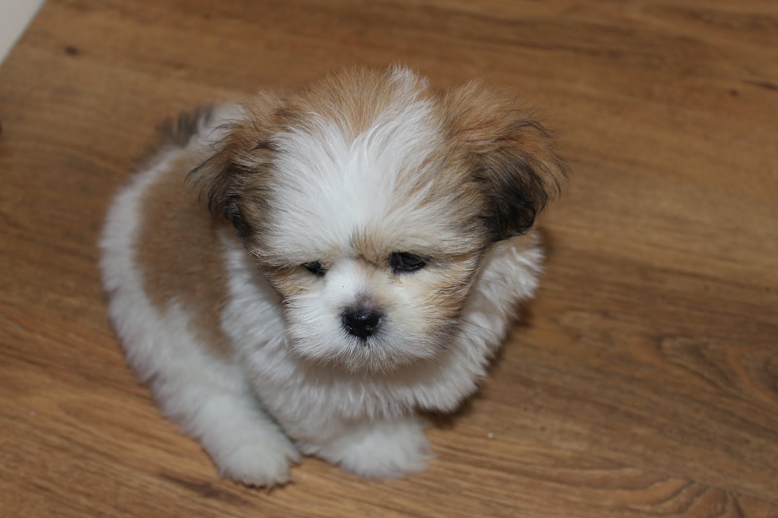 Lhasa Apso - Penny's Pups from birth to new homes: Lhasa Puppy Pippin ...
