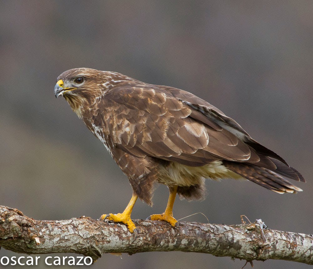 AVESANTURTZI: PARQUE REGIONAL DE LOS PICOS DE EUROPA: BUSARDO RATONERO