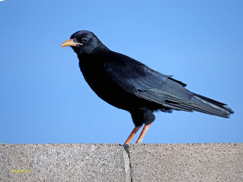 Miguel fotografia: Joven de Chova piquirroja (Pyrrhocorax pyrrhocorax)